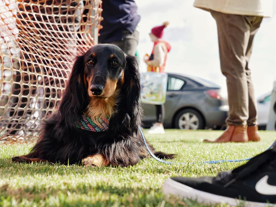 Information – Day of the Dackel